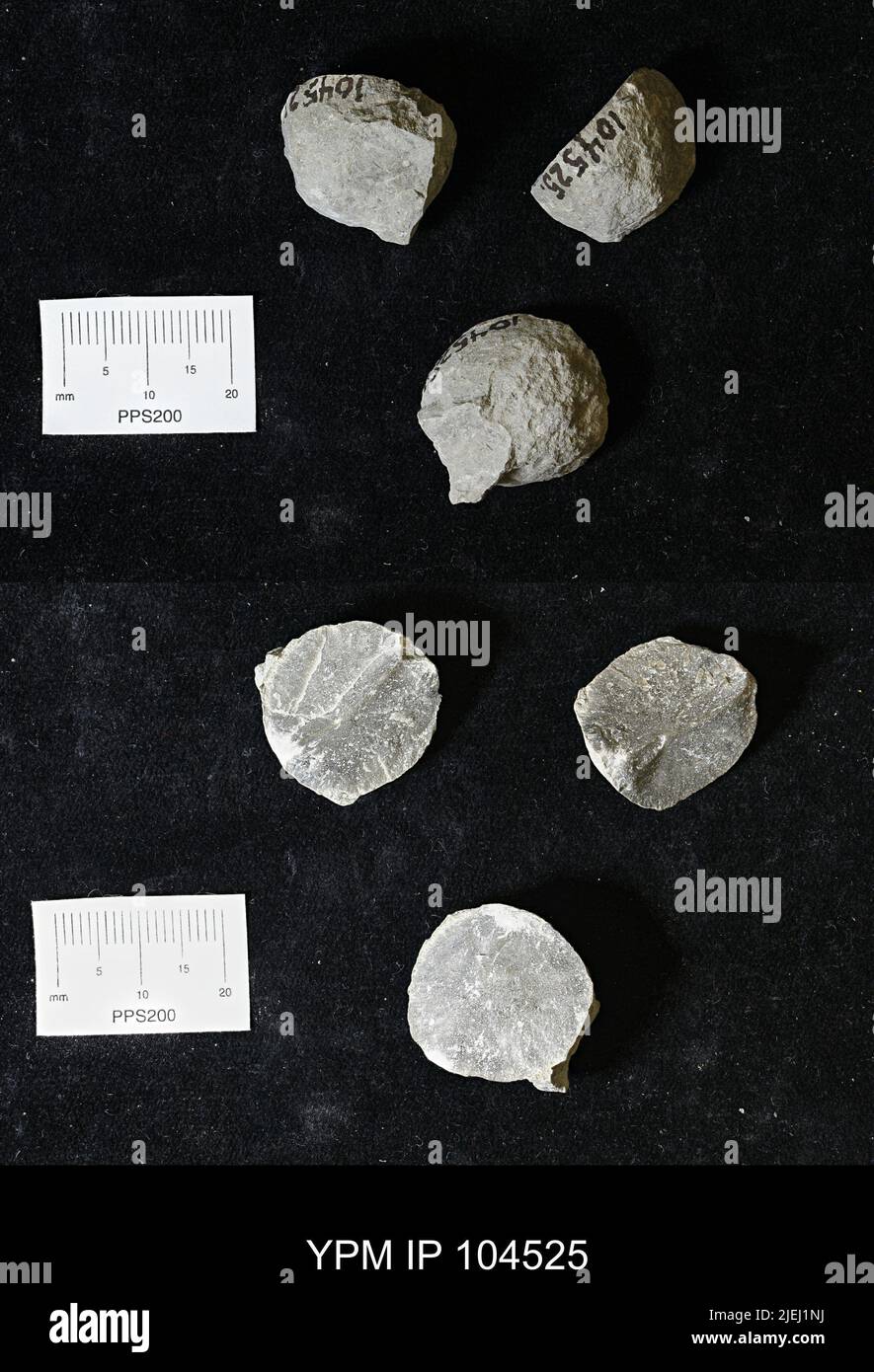 Algae plantae hi-res stock photography and images - Alamy