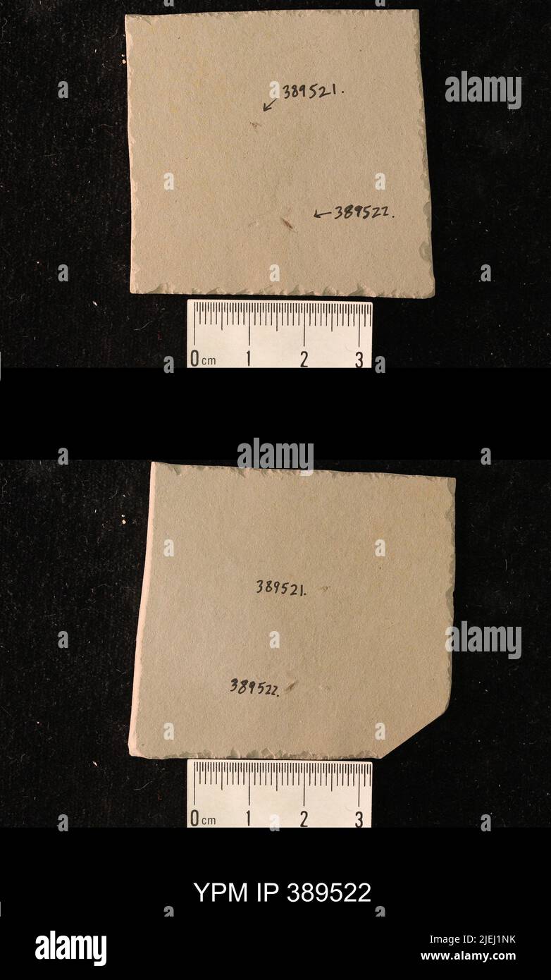 Undet pterygota animalia hi-res stock photography and images - Alamy