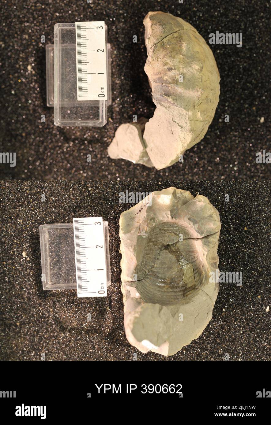 1951 animalia hi-res stock photography and images - Alamy