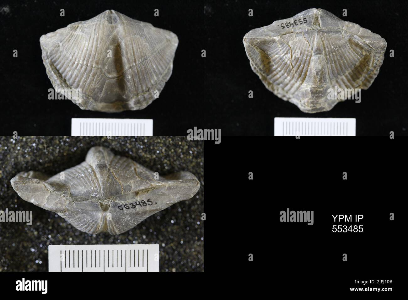 Spirifer audacula conrad hi-res stock photography and images - Alamy