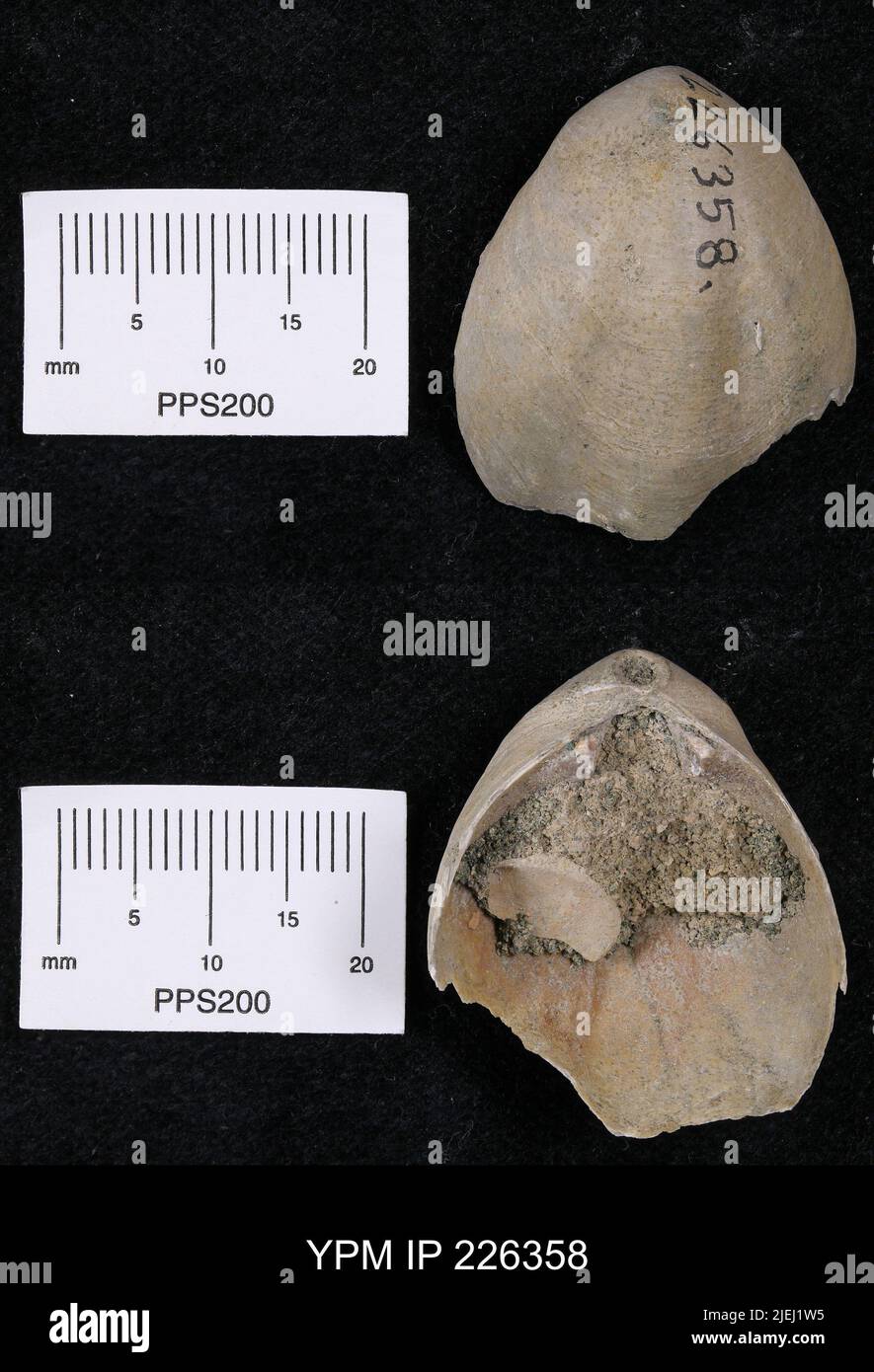 1928 animalia hi-res stock photography and images - Alamy