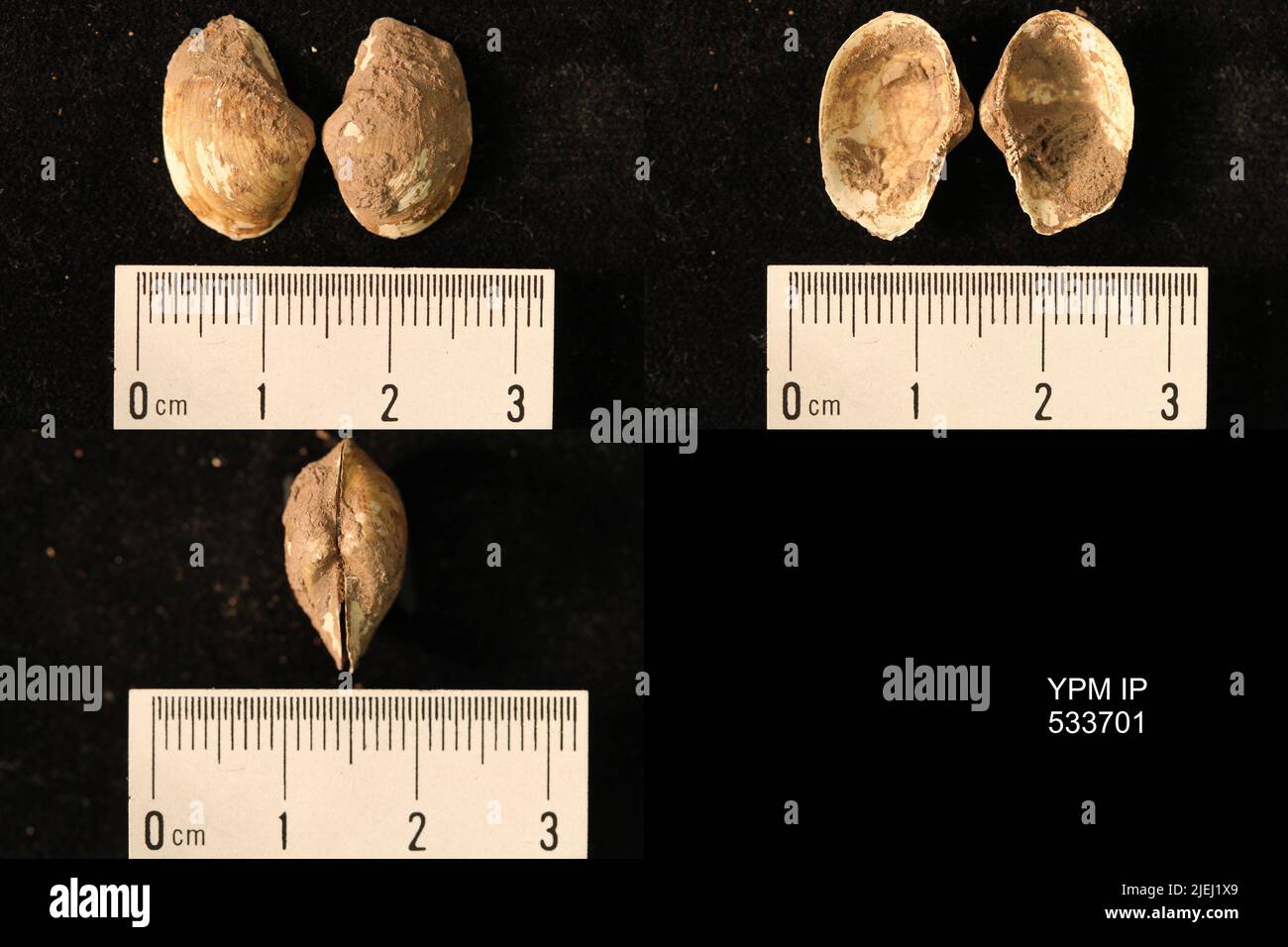 Yoldia shell hi-res stock photography and images - Alamy