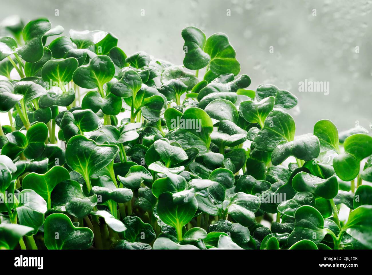 Close-up texture background of fresh microgreen sprouts Stock Photo - Alamy