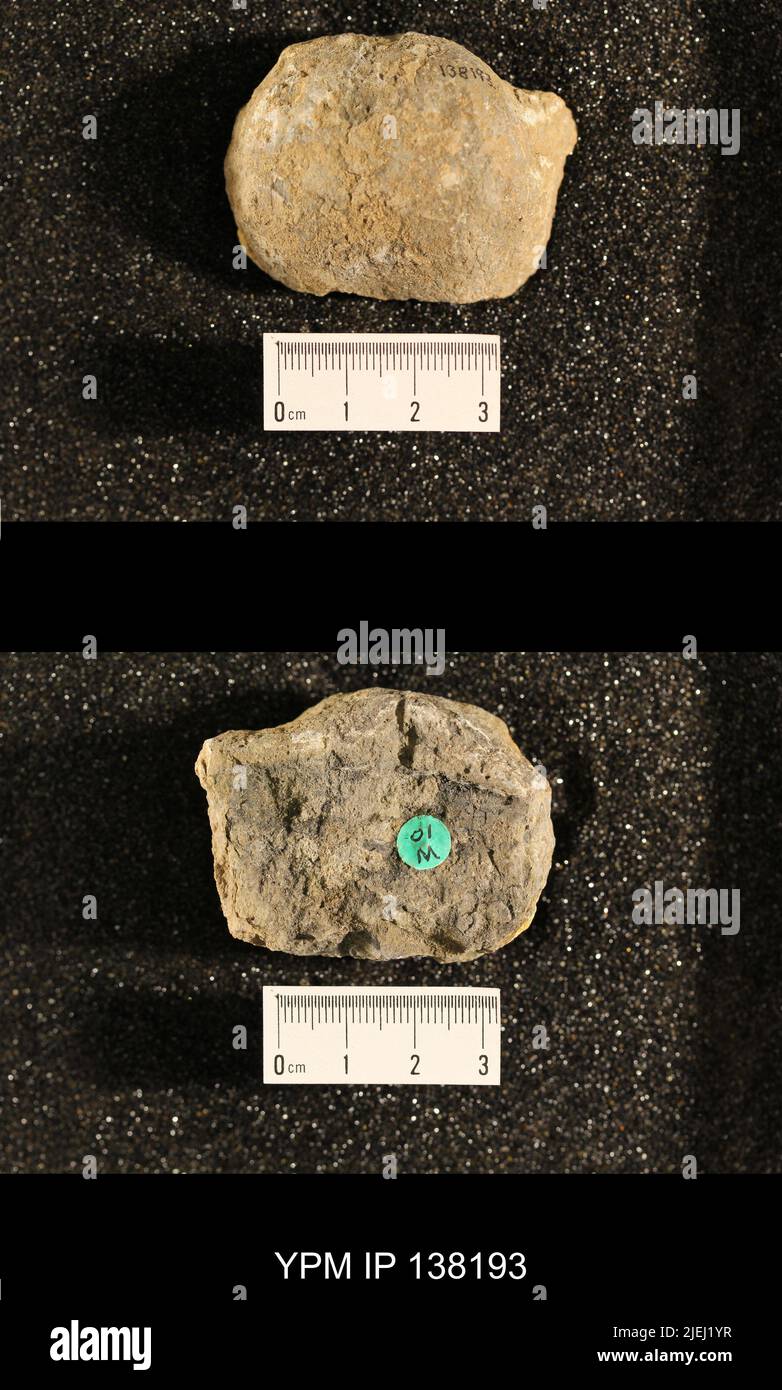 Dictyoclostus sp animalia hi-res stock photography and images - Alamy