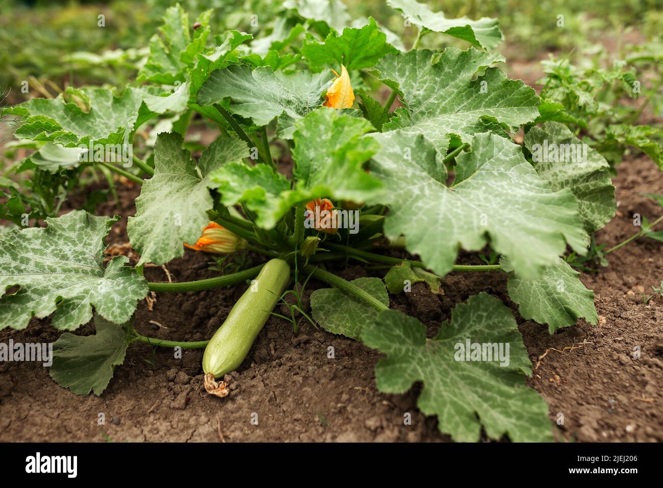 Zucchini flowers are orange. Gardening, vegetable garden, agriculture ...