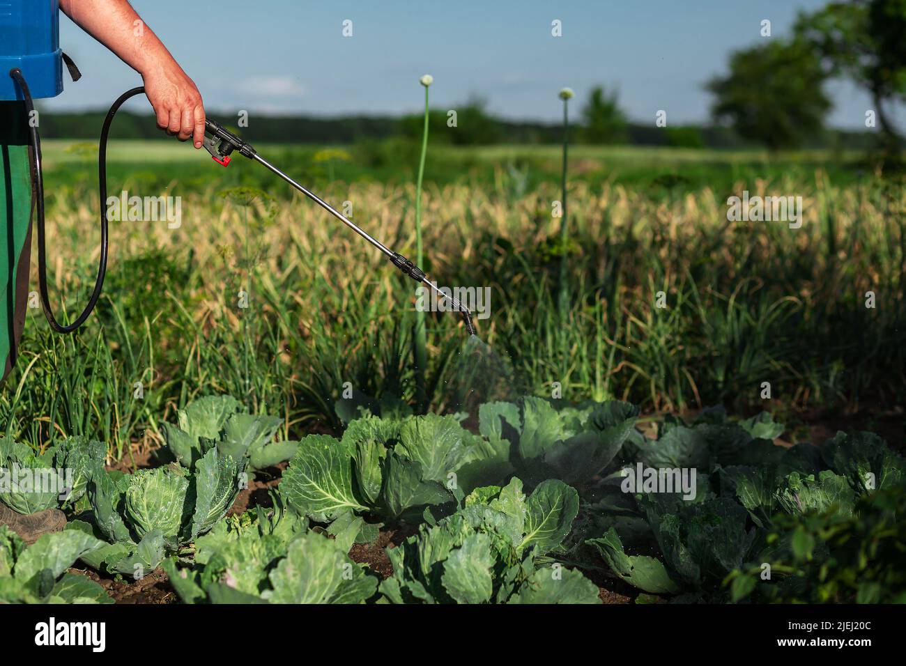 Telescopic tube rod sprayer poisons. Agriculture, gardening, vegetable ...
