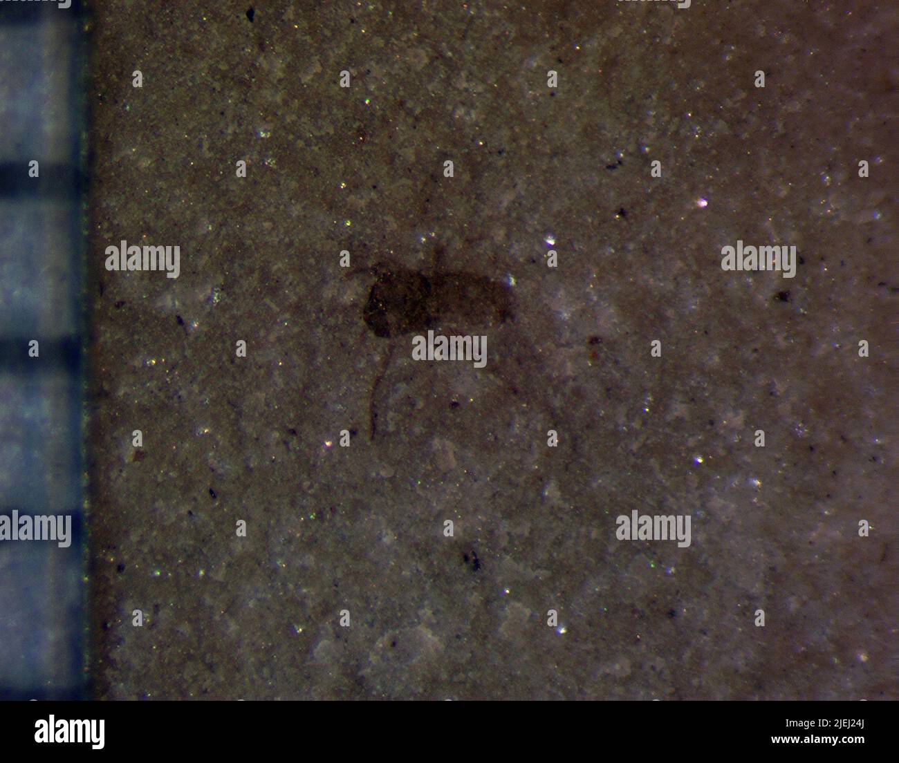 Entomology types diptera types hi-res stock photography and images - Alamy