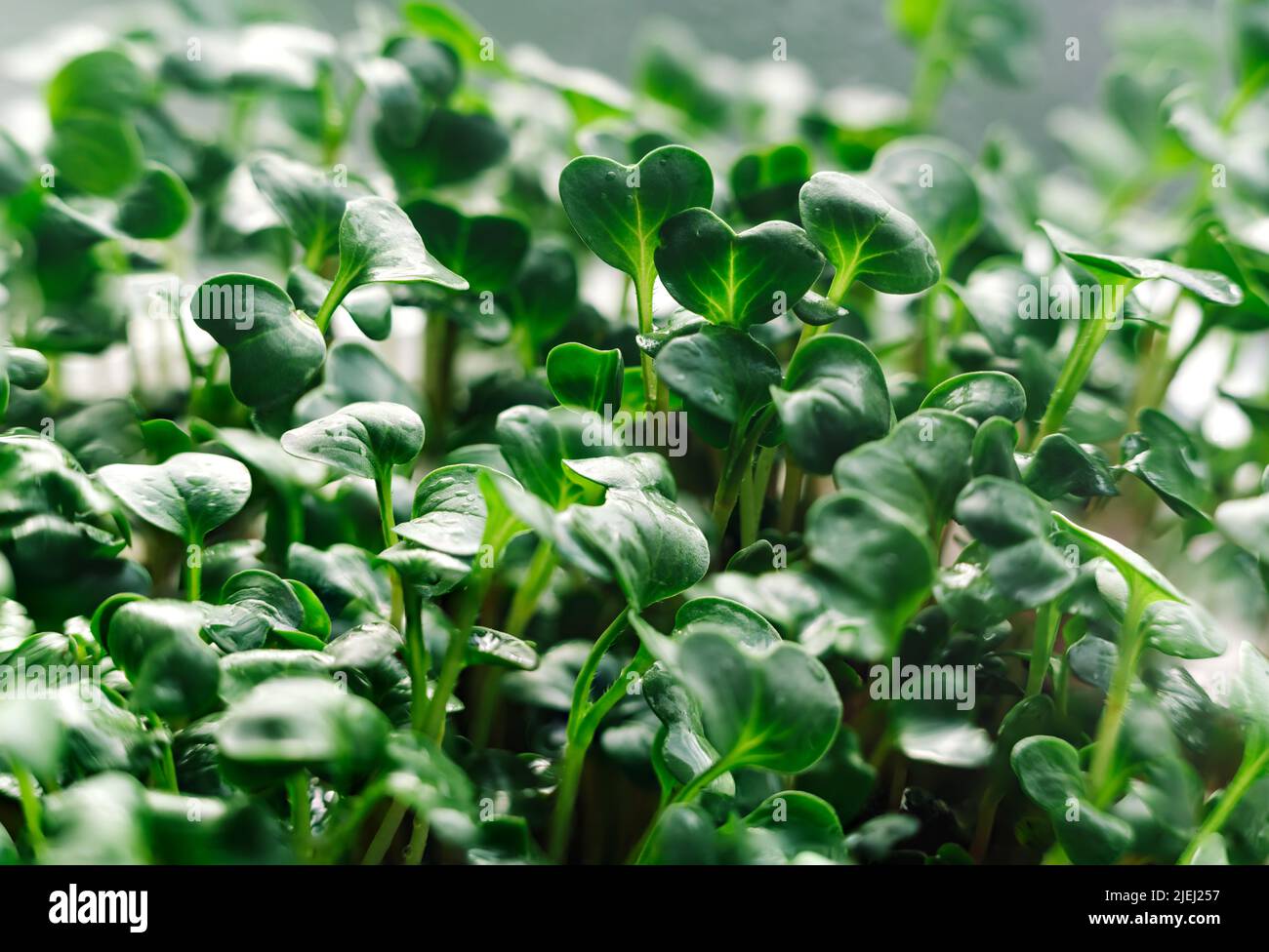 Sprouter tray hi-res stock photography and images - Alamy