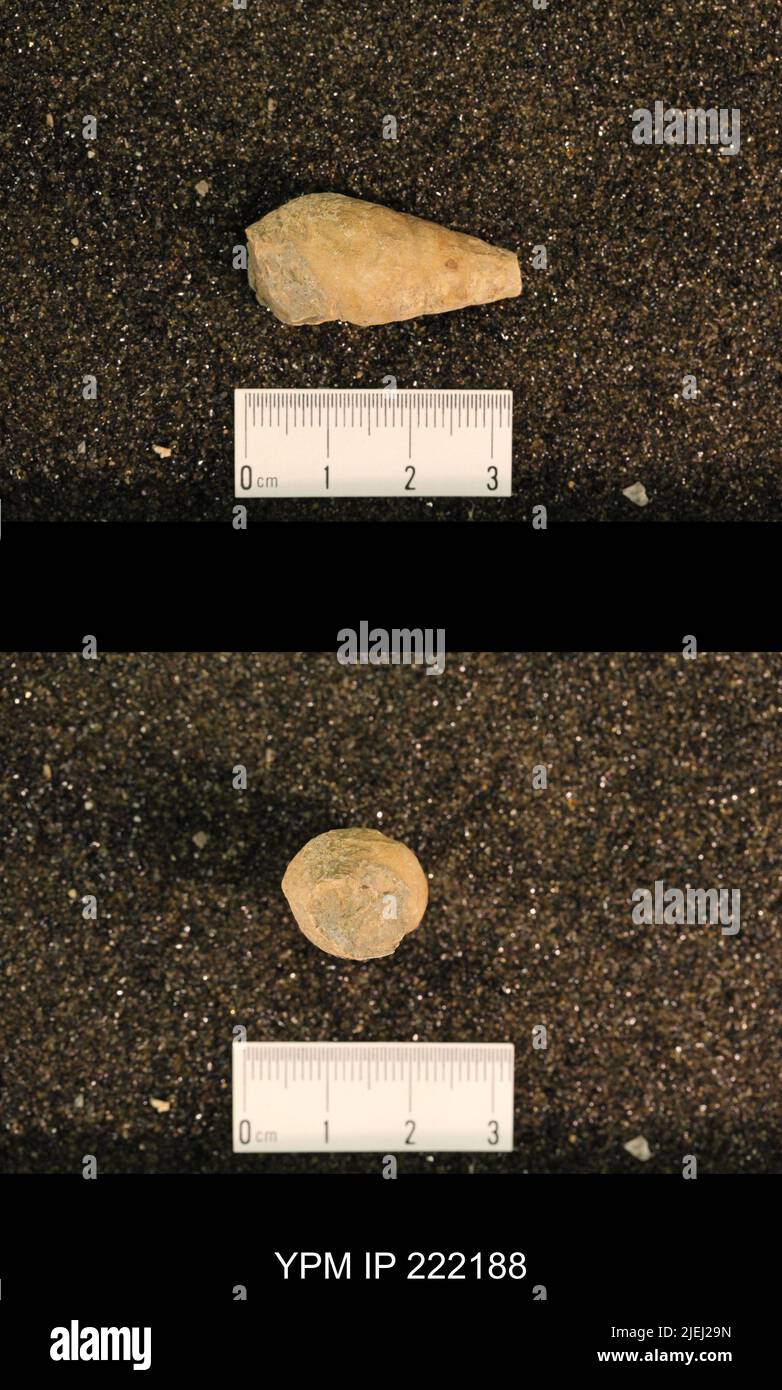 Meekospira peracuta choctawensis Girty, 1912 Stock Photo - Alamy