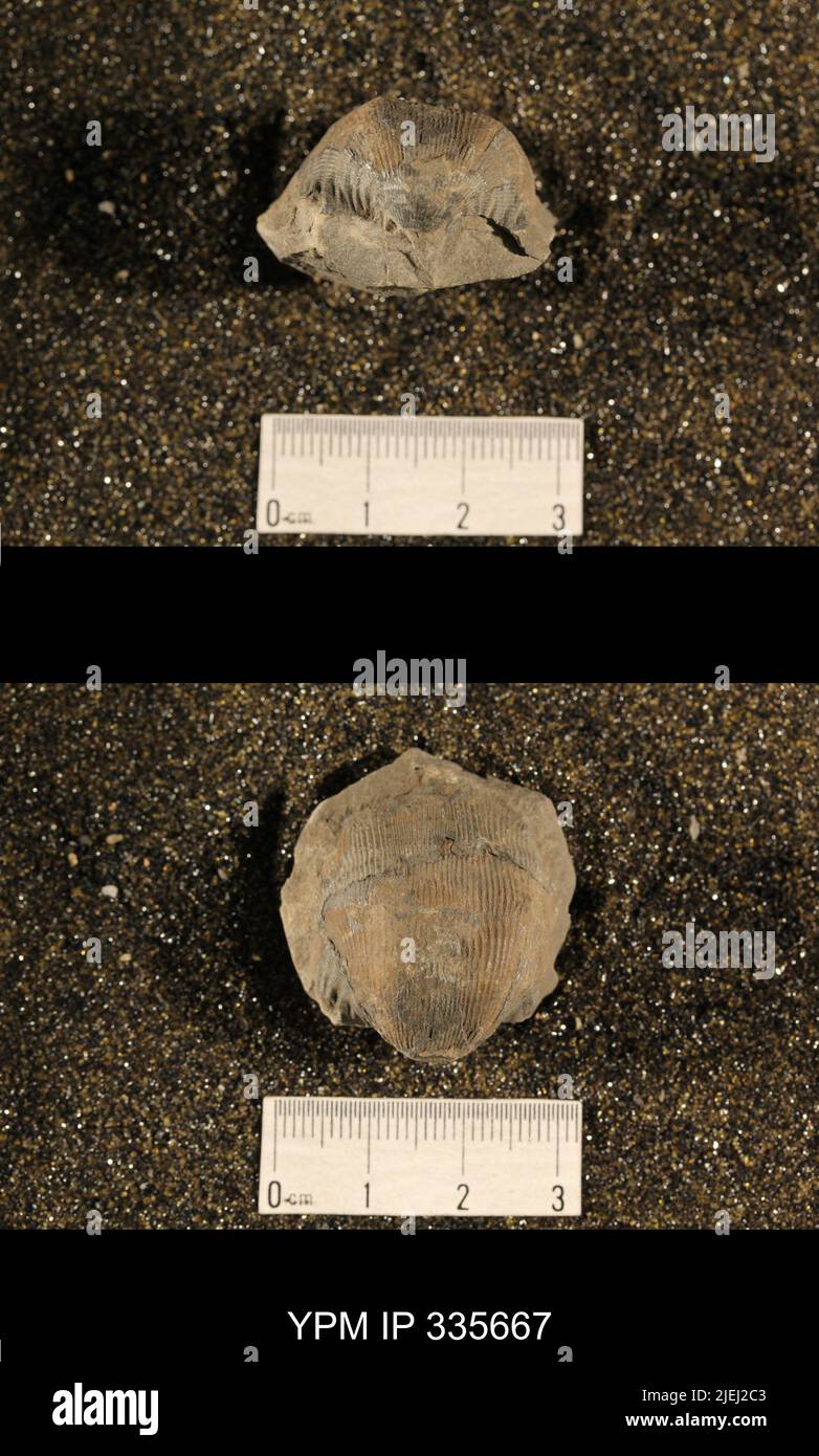 Linoproductus cora (d'Orbigny Stock Photo - Alamy