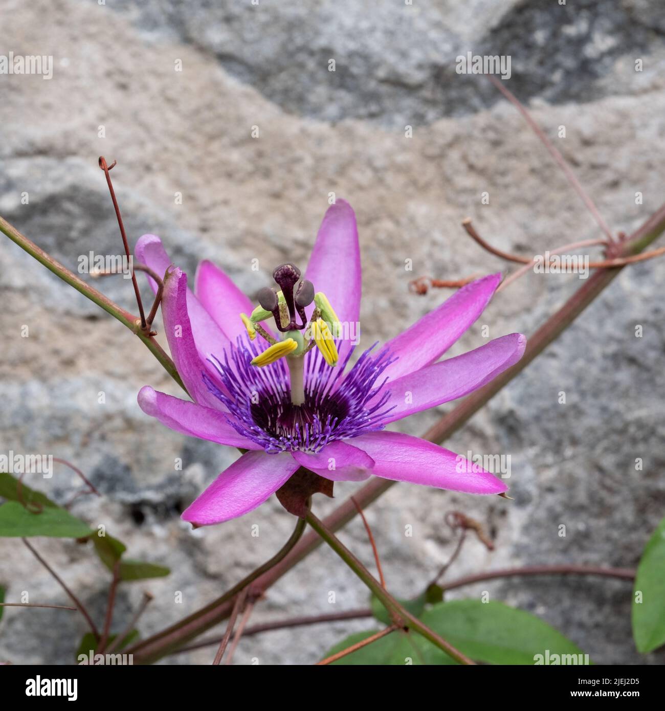Stunning pink passion flower in the sun. Photographed in a glasshouse ...