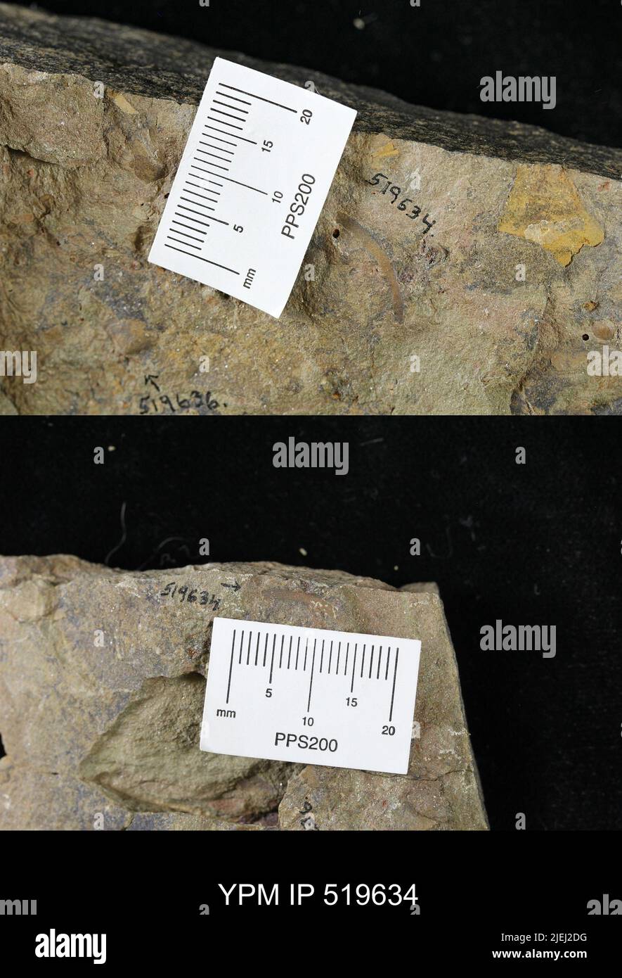 Hyolith hi-res stock photography and images - Alamy