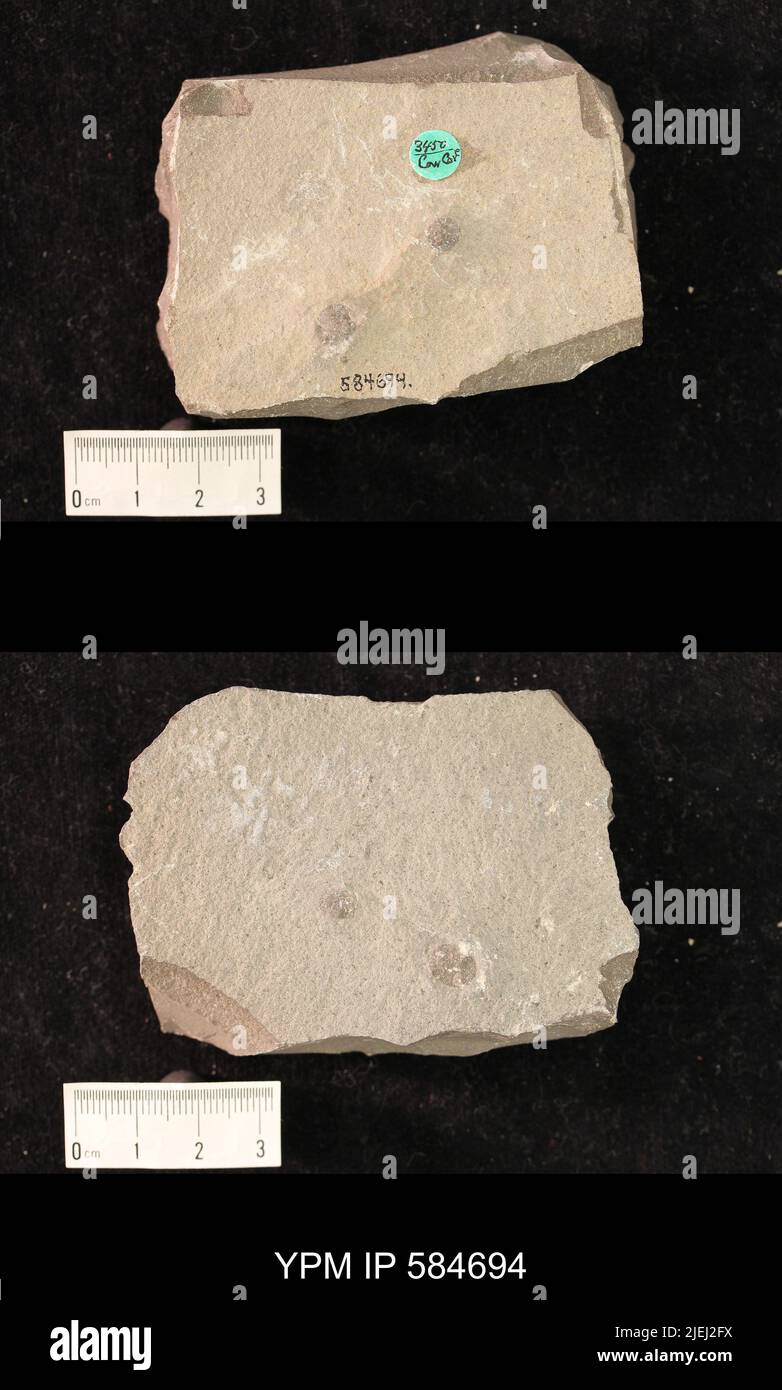 Diplocraterion sp ichnofossil hi-res stock photography and images - Alamy
