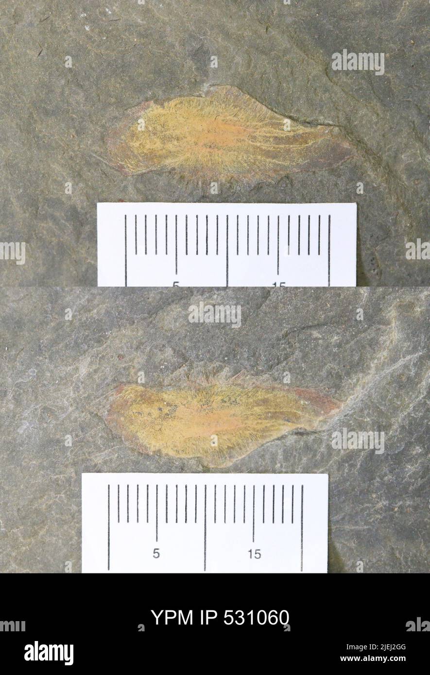 Pirania sp animalia hi-res stock photography and images - Alamy