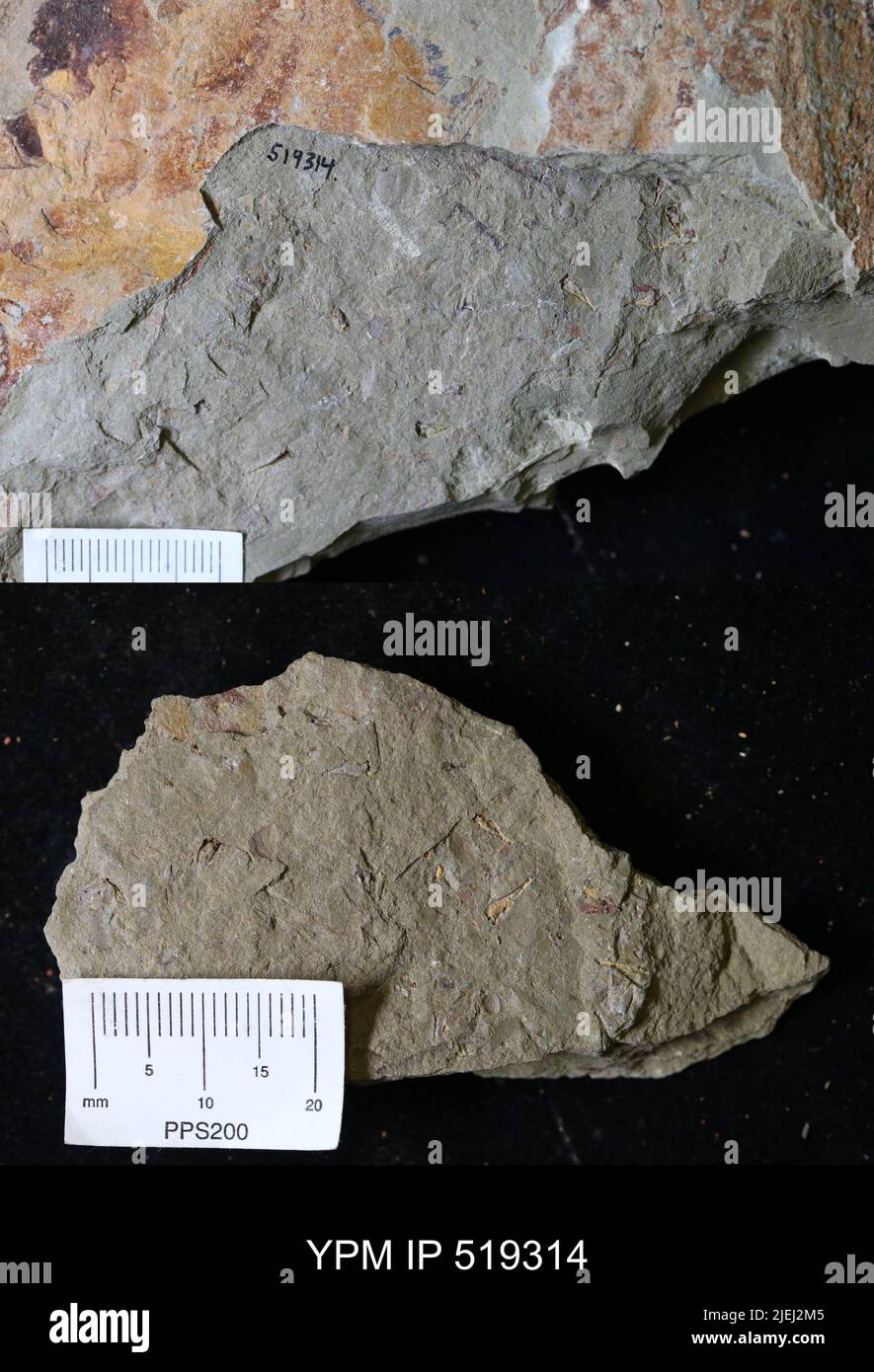 Eocrinoidea hi-res stock photography and images - Alamy