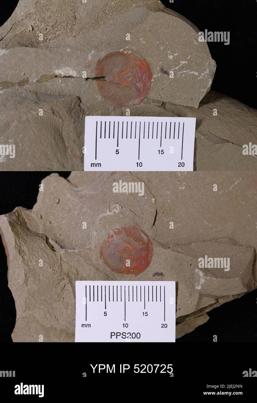 Undet xiphosurida hi-res stock photography and images - Alamy