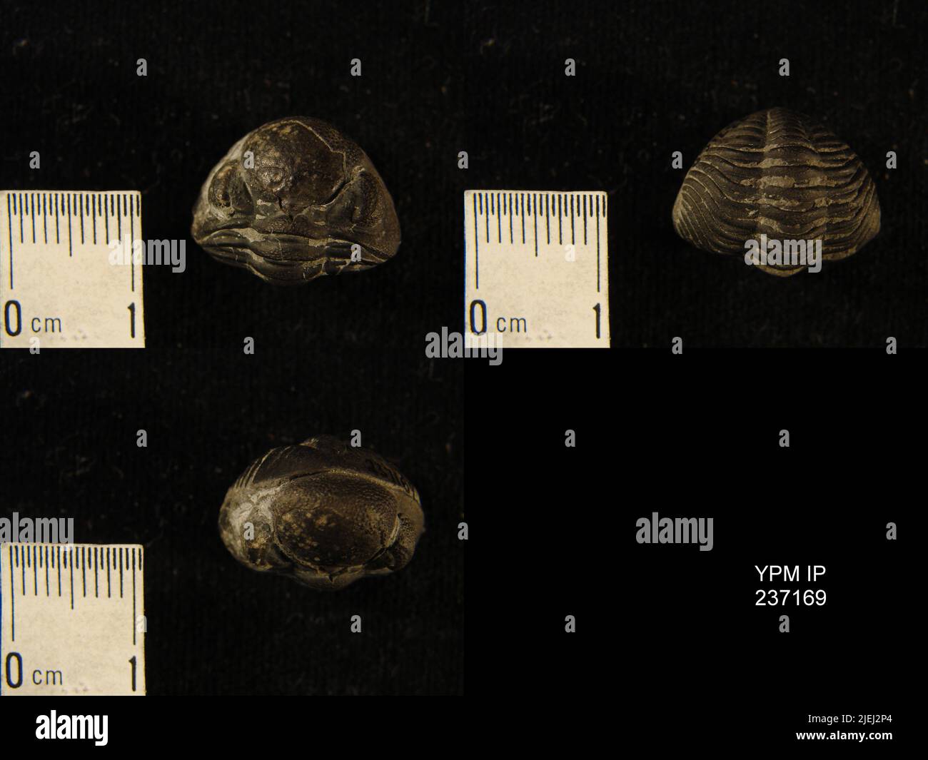 Phacops sp animalia hi-res stock photography and images - Alamy