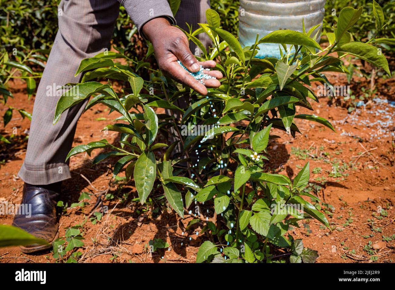 Fertilizer applications hands Kiambu County Central Province Limuru tea ...