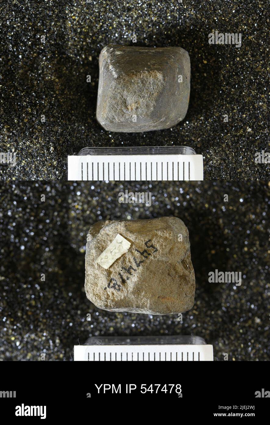 Cone shaped fossils hi-res stock photography and images - Alamy