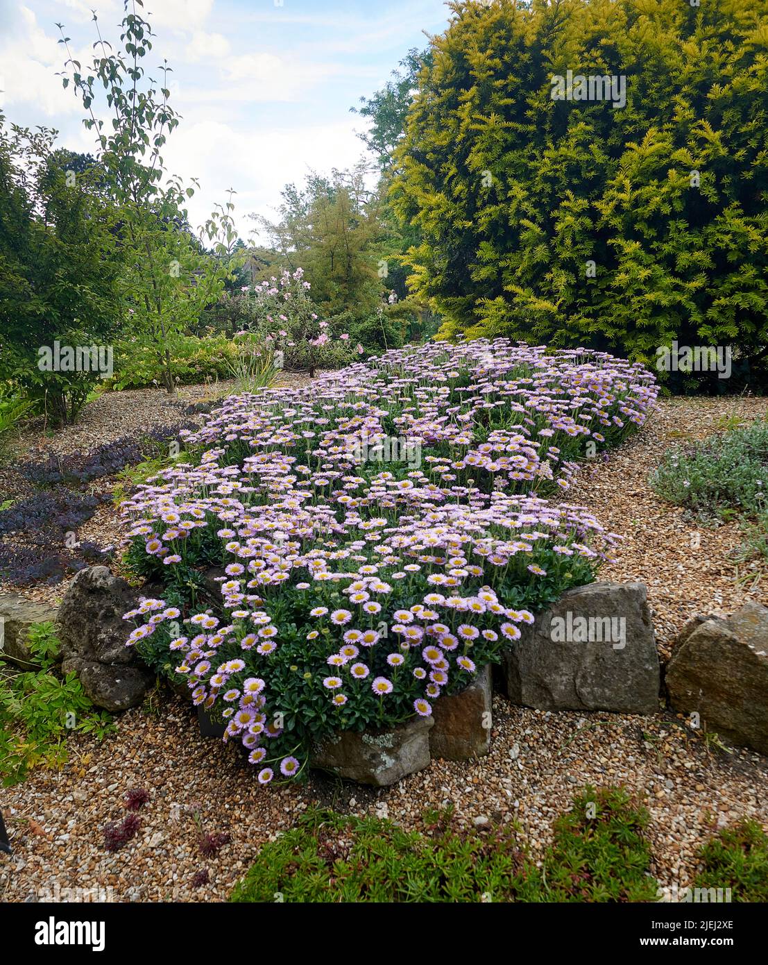 Beach Aster (Erigeron glaucous) in an alpine rockery in East Yorkshire ...