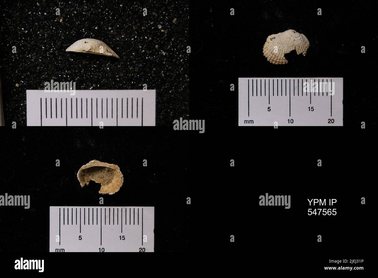 Scapharca transversa animalia hi-res stock photography and images - Alamy