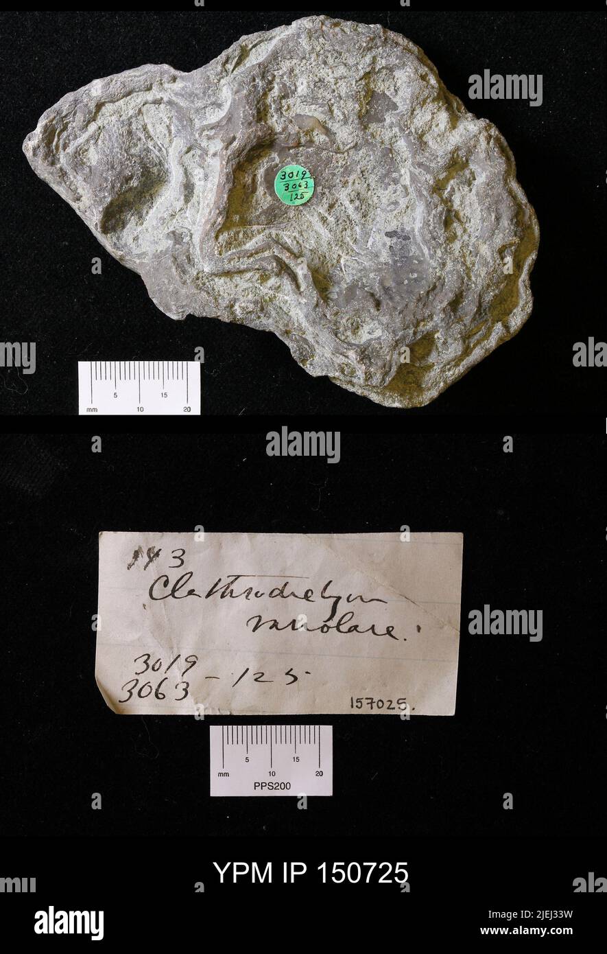 Dimorphichnus obliquus seilacher hi-res stock photography and images ...