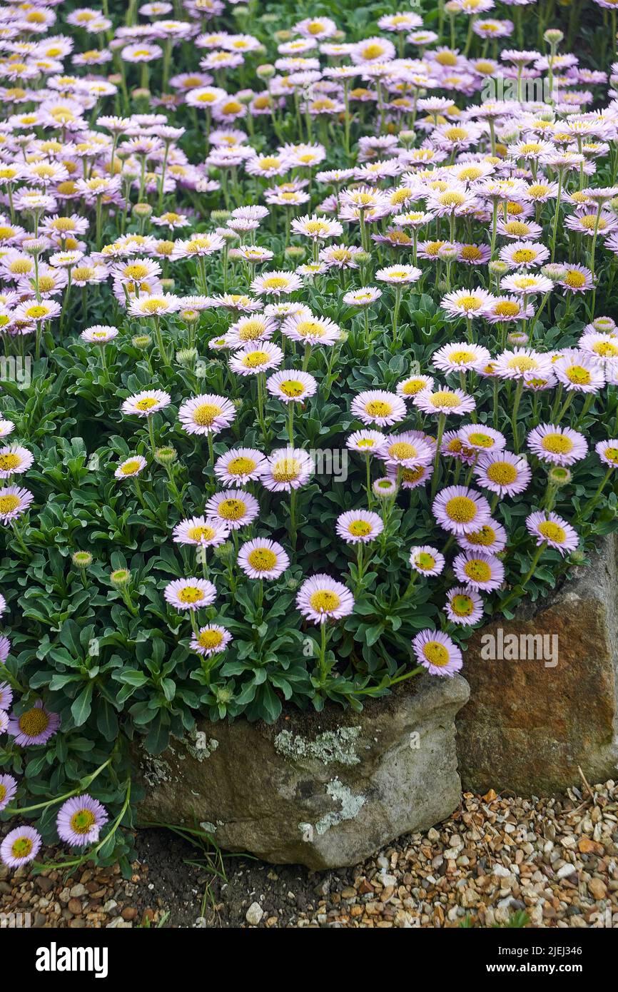 Beach Aster (Erigeron glaucous) in an alpine rockery in East Yorkshire ...