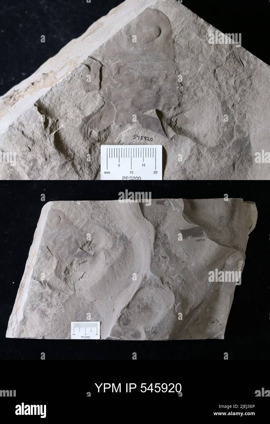 Eurypterus sp animalia hi-res stock photography and images - Alamy