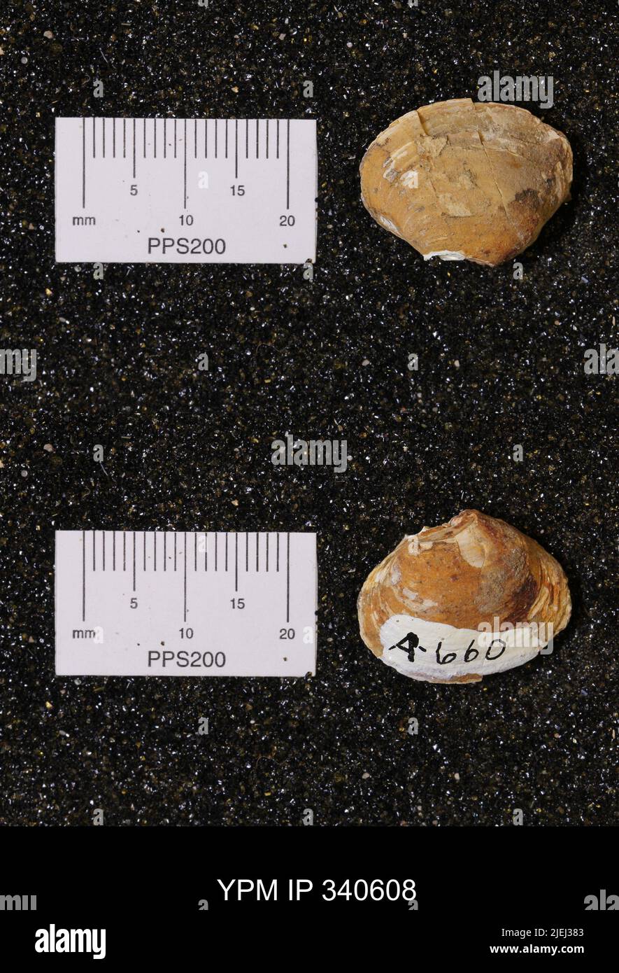 Corbicula sp hi-res stock photography and images - Alamy