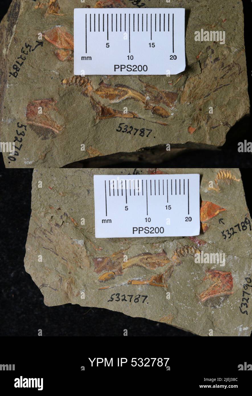 Cothurnocystis hi-res stock photography and images - Alamy