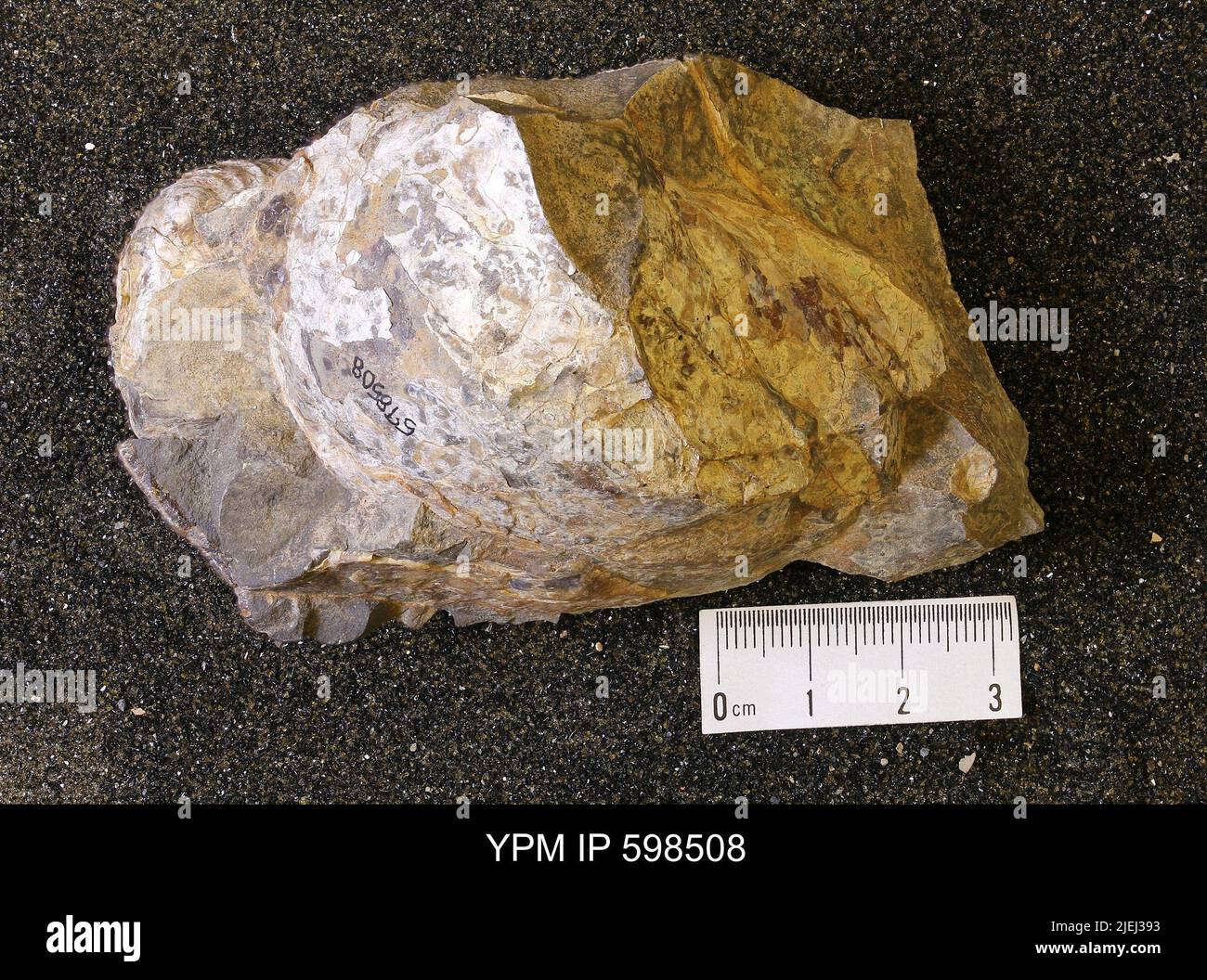 Inoceramus sp animalia hi-res stock photography and images - Alamy