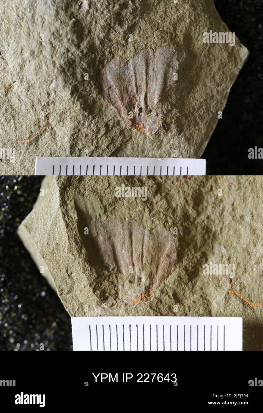 Dinocar hi-res stock photography and images - Alamy