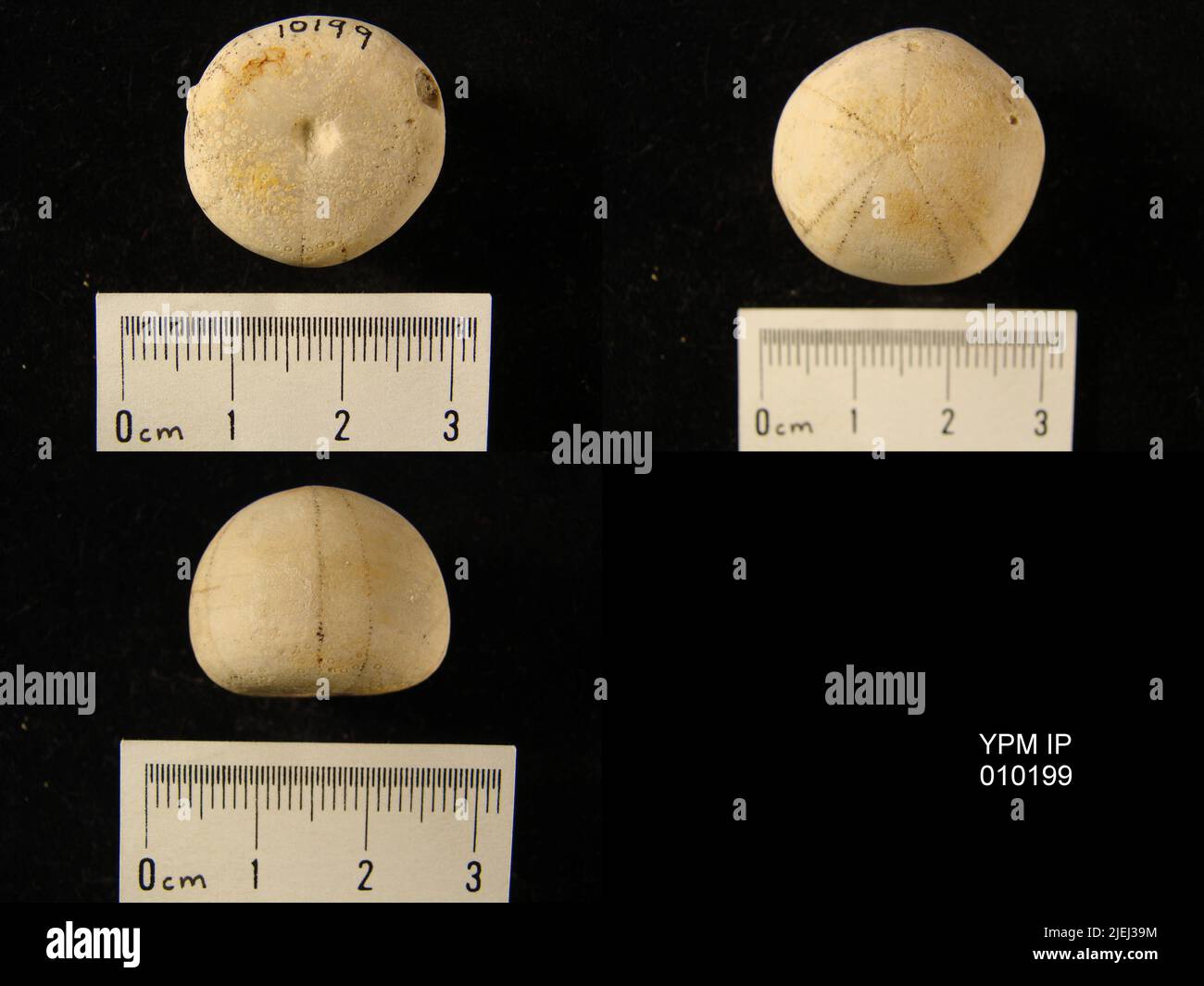 Conulus hi-res stock photography and images - Alamy