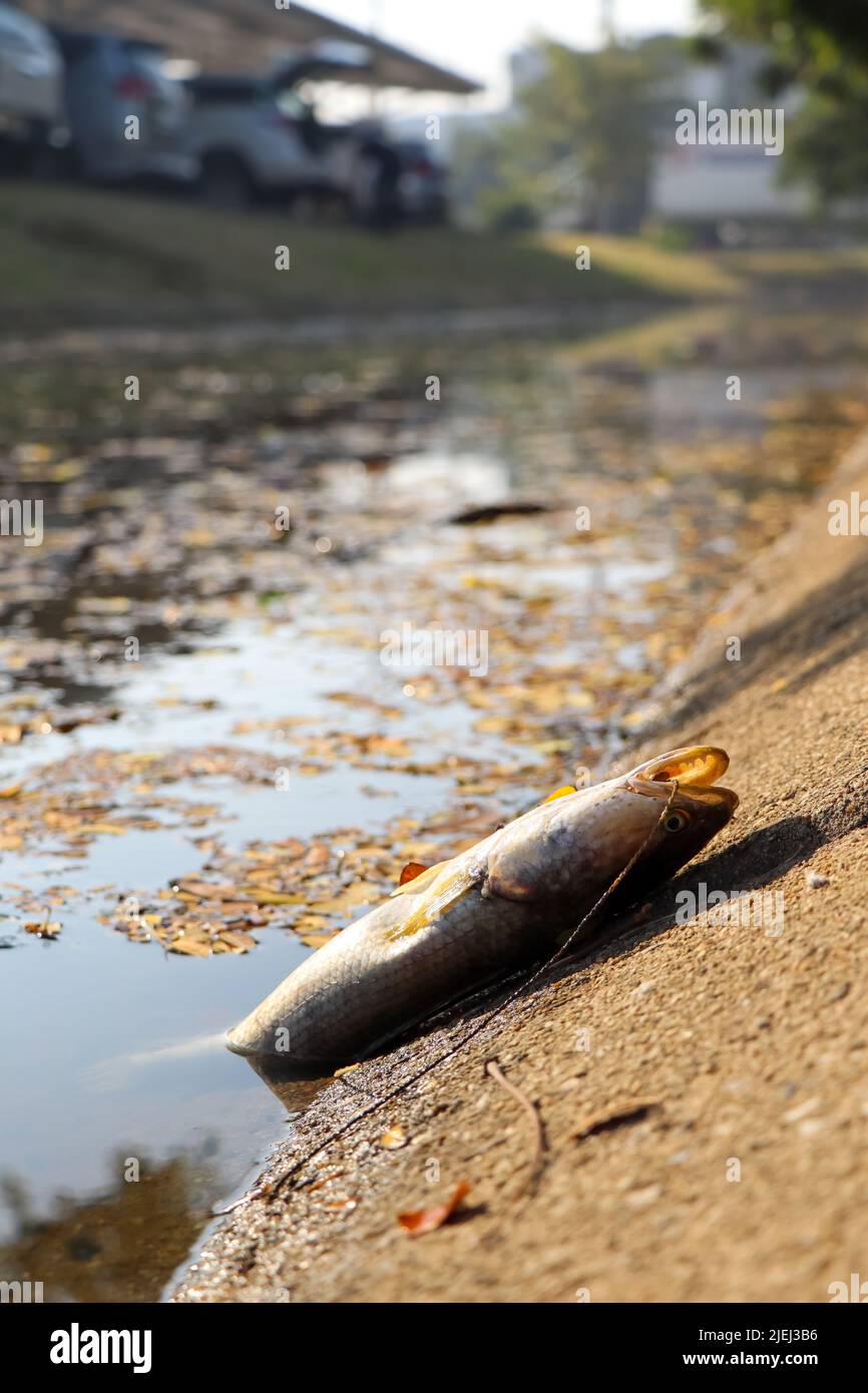 Dead fish in industrial canal hi-res stock photography and images - Alamy