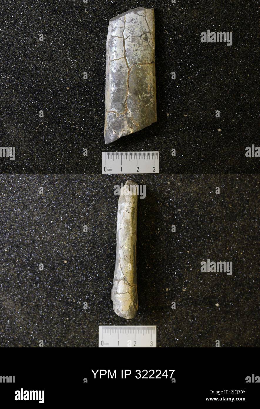 Baculites sp animalia hi-res stock photography and images - Alamy