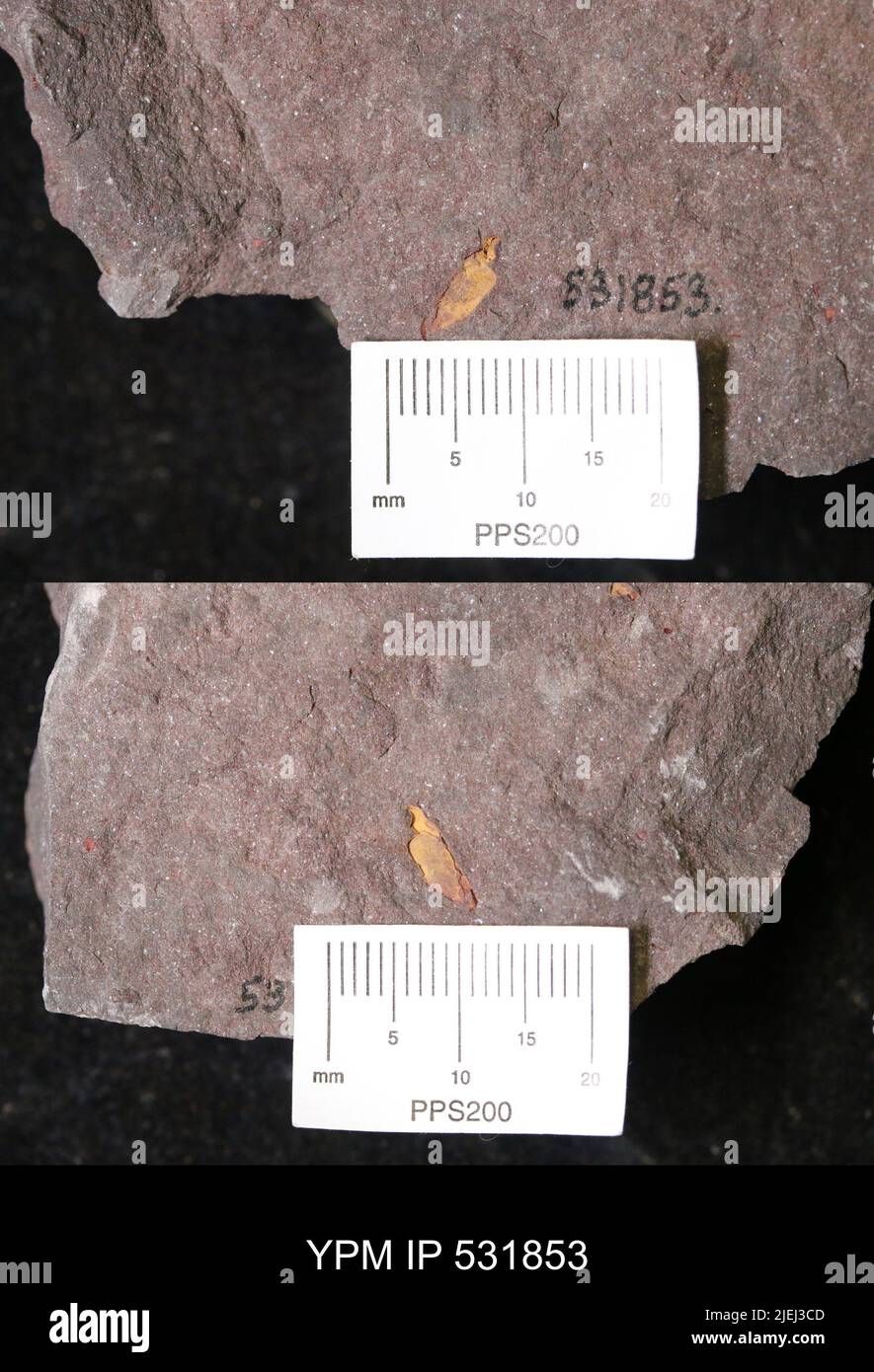 Mitrata ech hi-res stock photography and images - Alamy