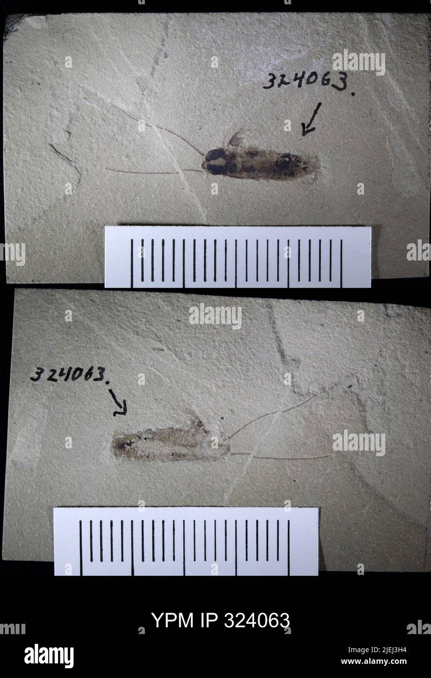 Cockroaches are insects of the order blattodea hi-res stock photography ...