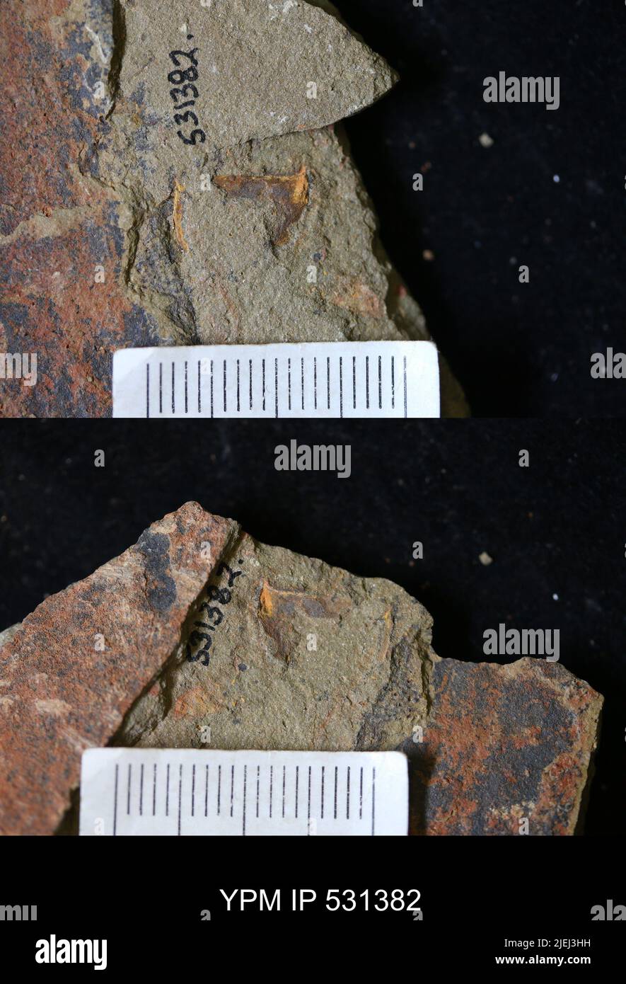 Genus cornuta hi-res stock photography and images - Alamy