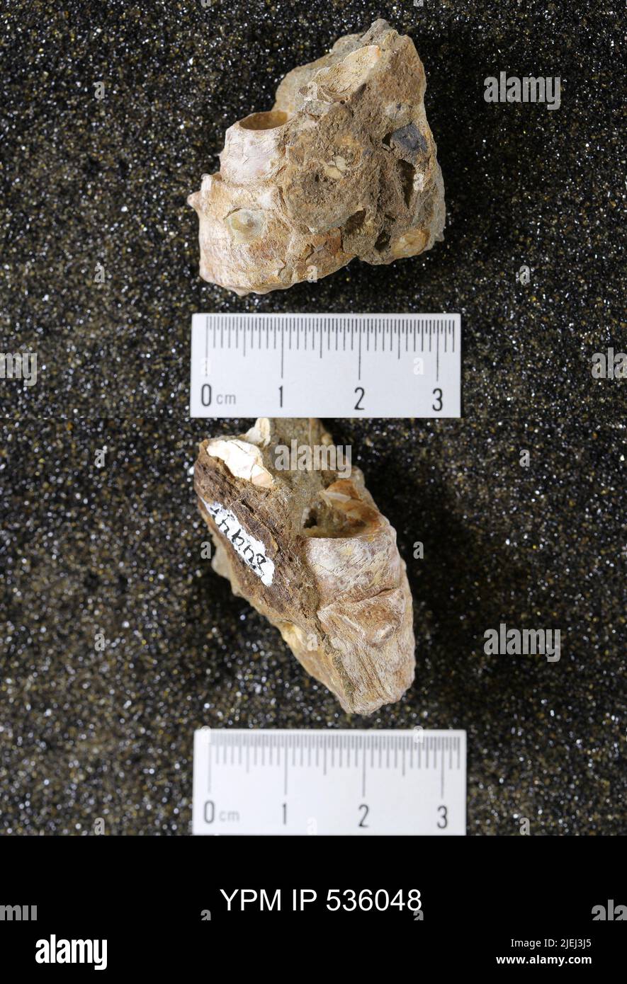 Tulotoma thompsoni White, 1876 Stock Photo - Alamy