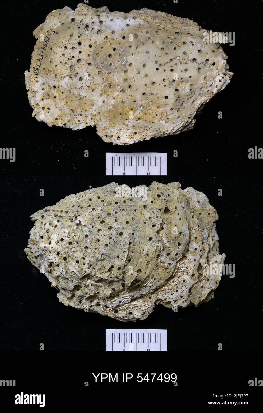 Ostrea sp animalia hi-res stock photography and images - Alamy