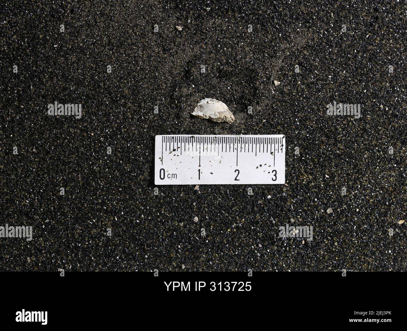 Nuculidae hi-res stock photography and images - Alamy