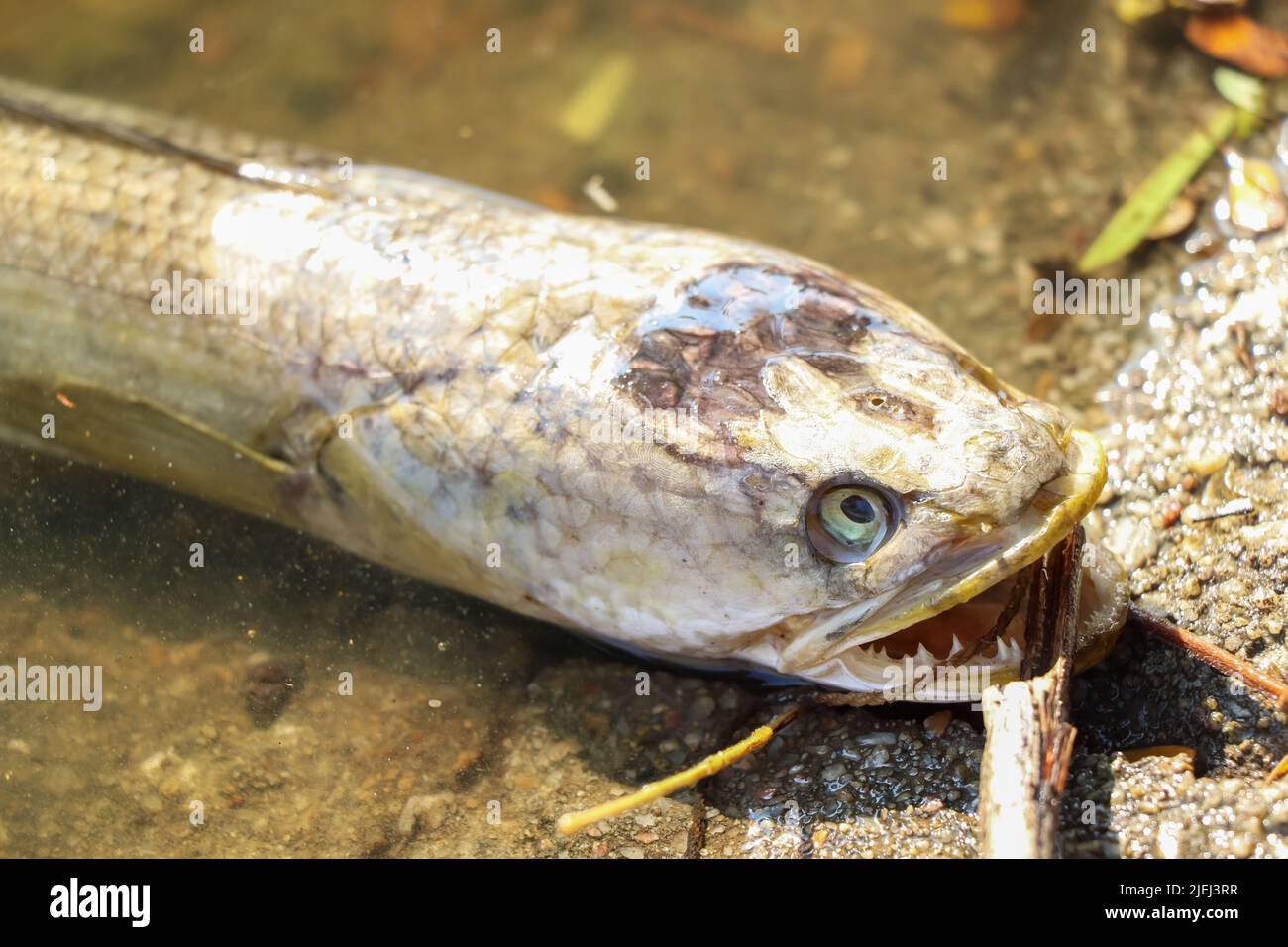 Dead fish in industrial canal hi-res stock photography and images - Alamy