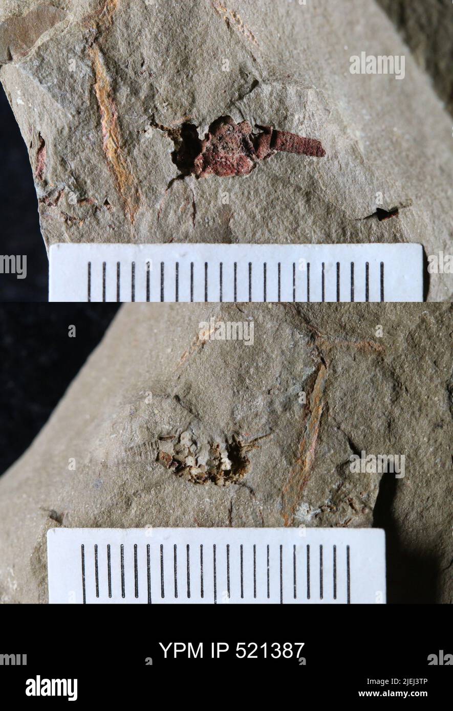 Eocrinoid hi-res stock photography and images - Alamy