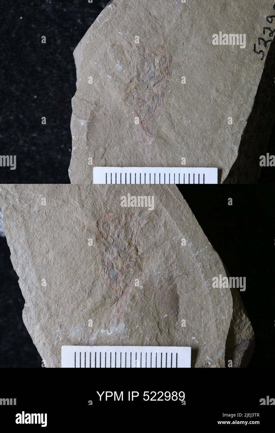 Dendroidea hi-res stock photography and images - Alamy