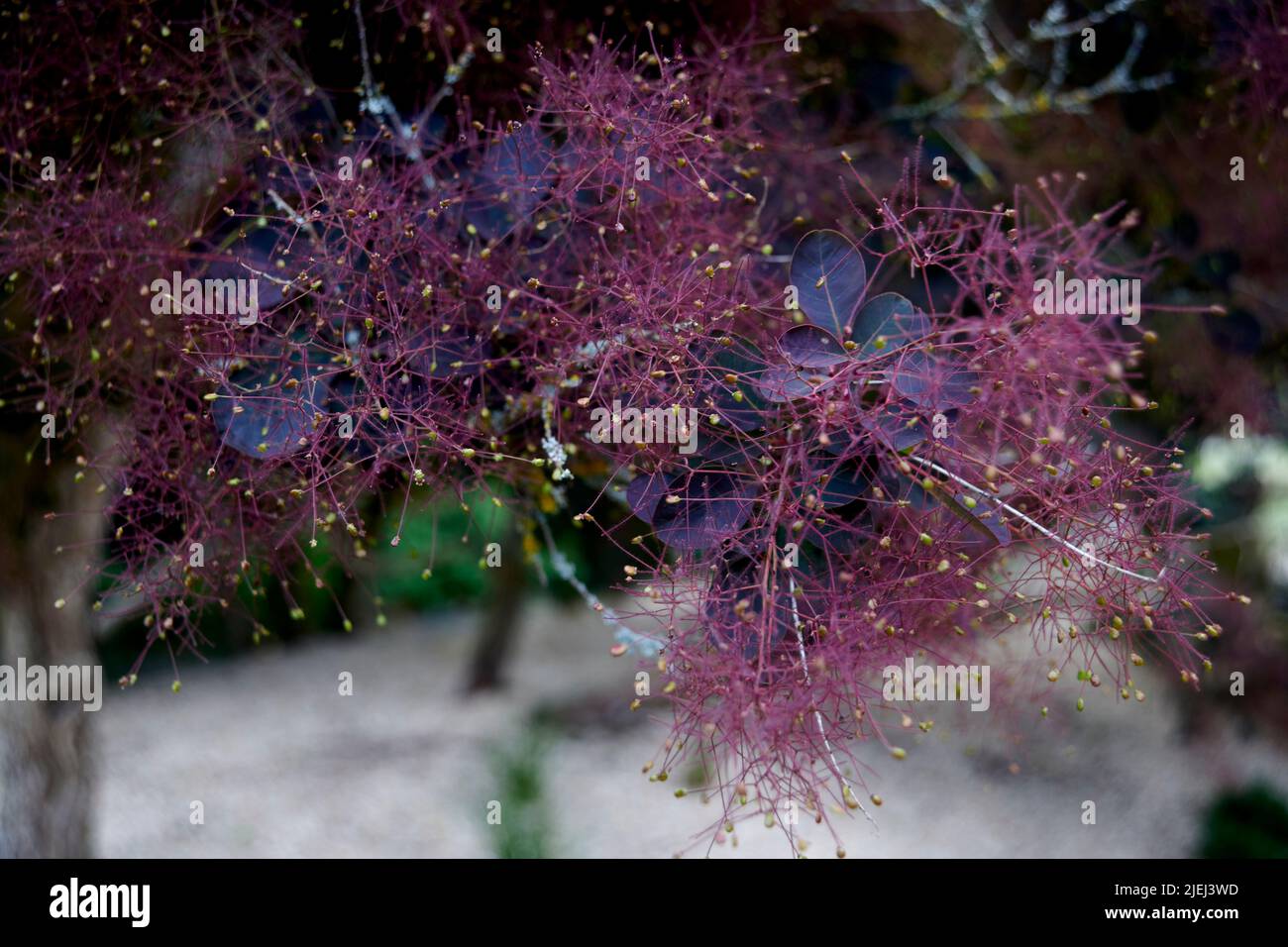 European smoke tree (Cotinus coggygria) during the summer in East ...