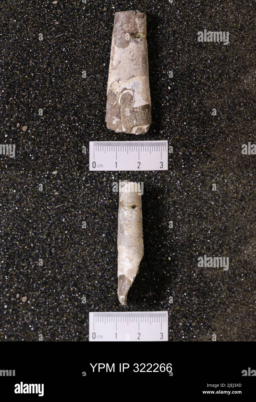 Baculites gregoryensis cobban animalia hi-res stock photography and ...