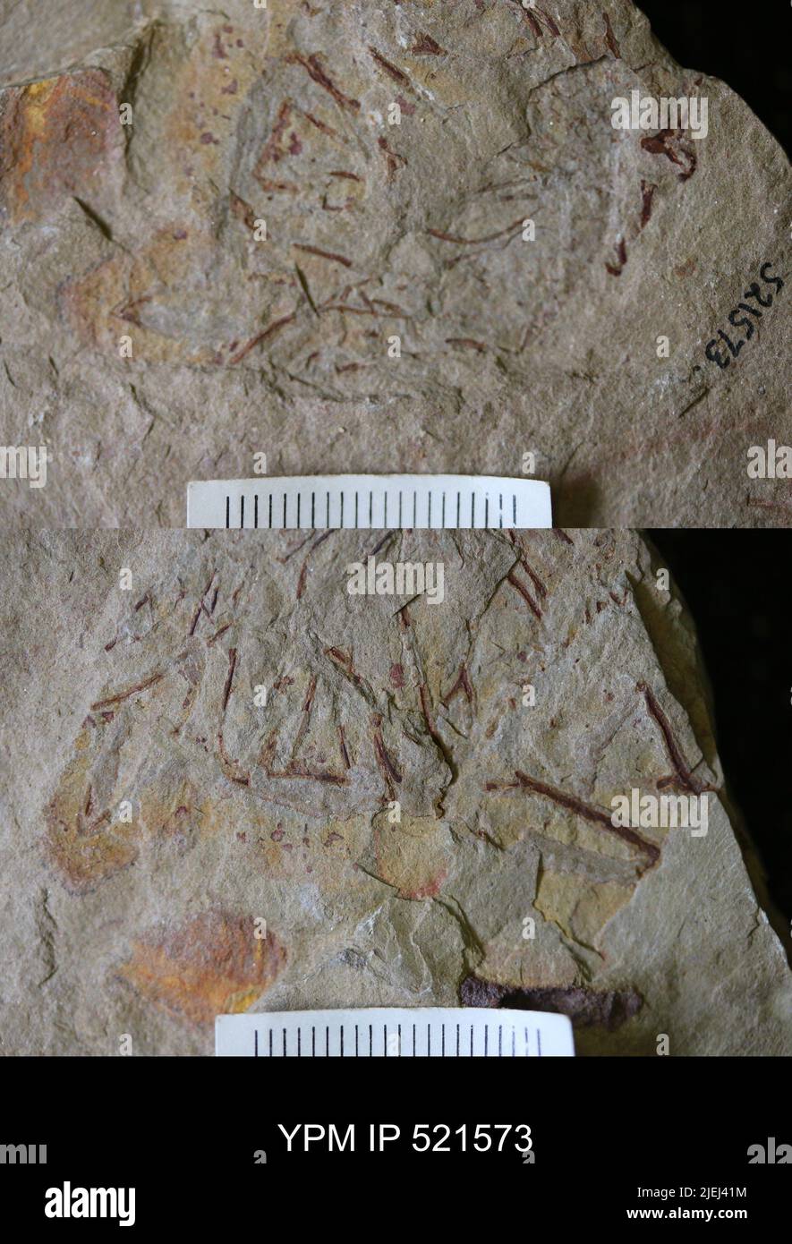 Graptolithina graptolites hi-res stock photography and images - Alamy