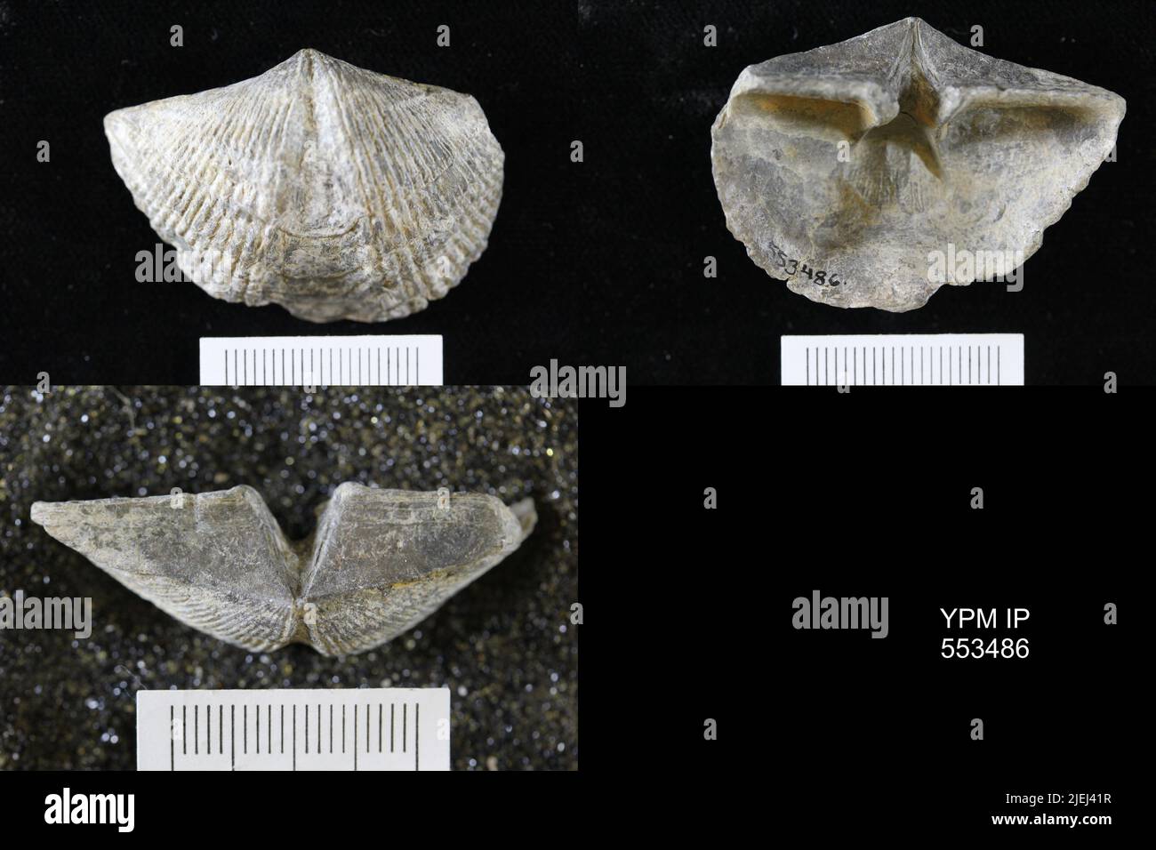 Spirifer audacula Conrad, 1842 Stock Photo - Alamy