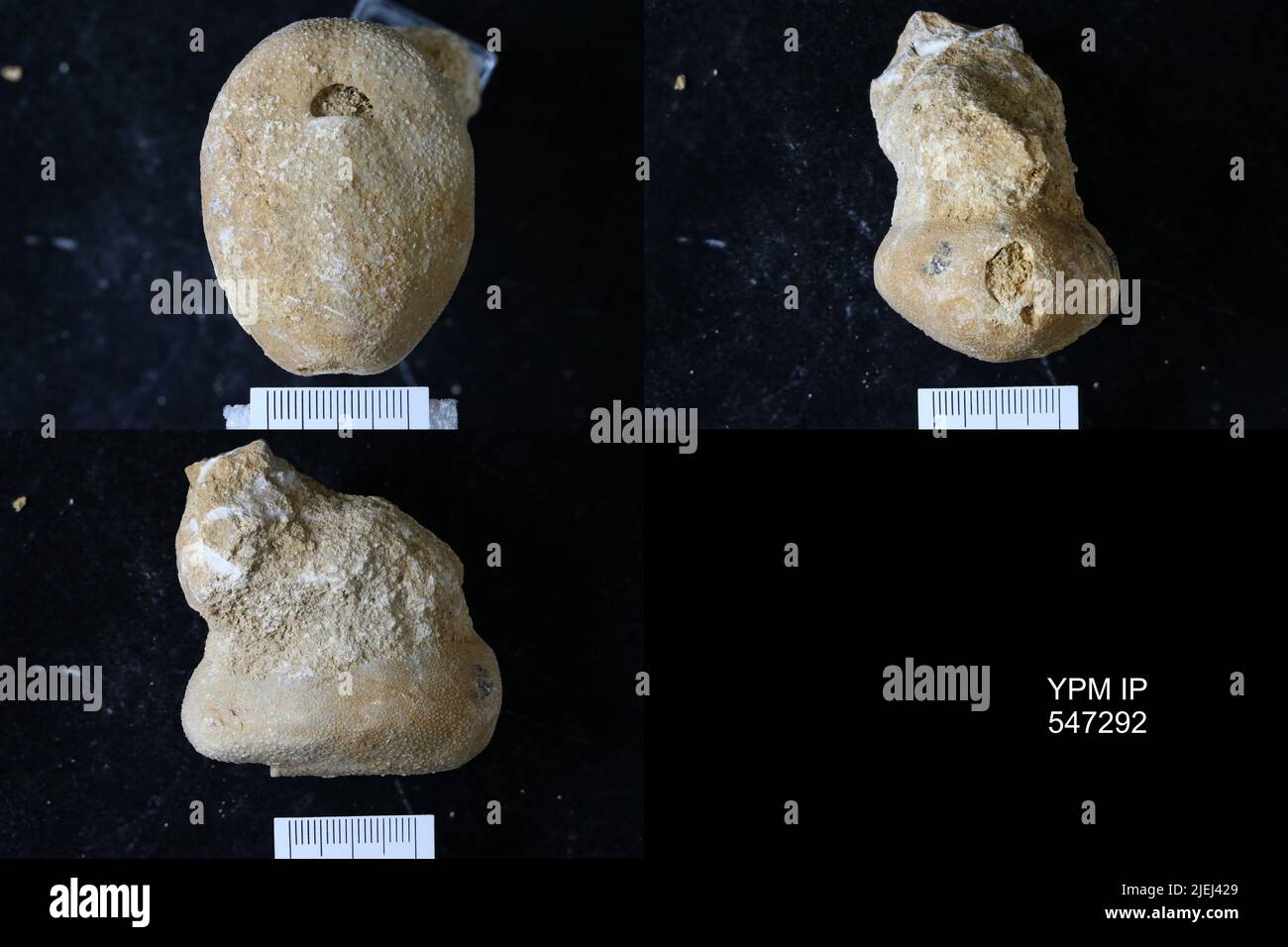 Hemiaster hi-res stock photography and images - Alamy