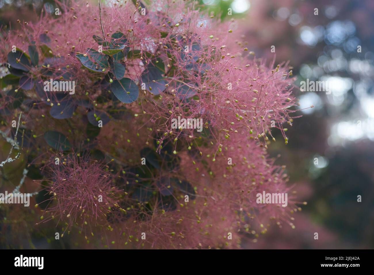 European smoke tree (Cotinus coggygria) during the summer in East ...
